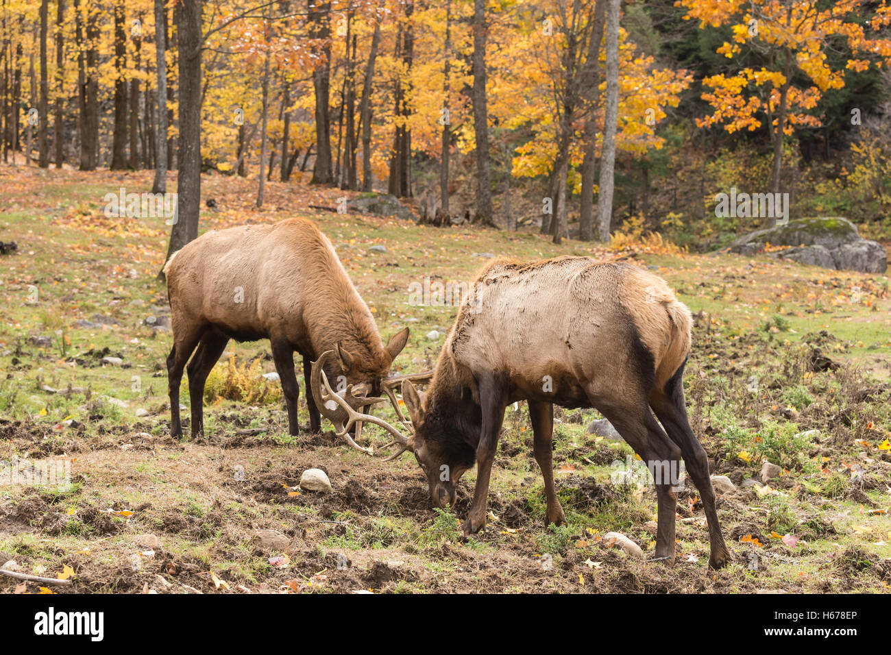 Two large red deer in a fight in a forest scene Stock Photo - Alamy