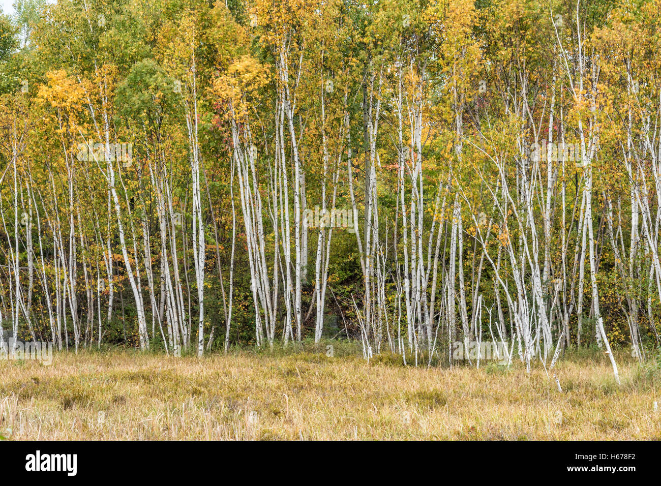 Lively trees hi-res stock photography and images - Alamy