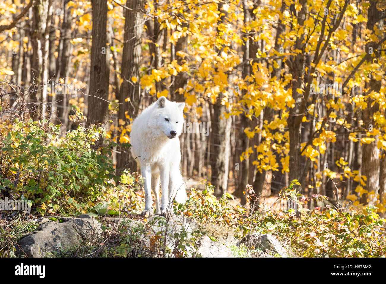 A lone Arctic Wolf in a fall forest scene Stock Photo - Alamy