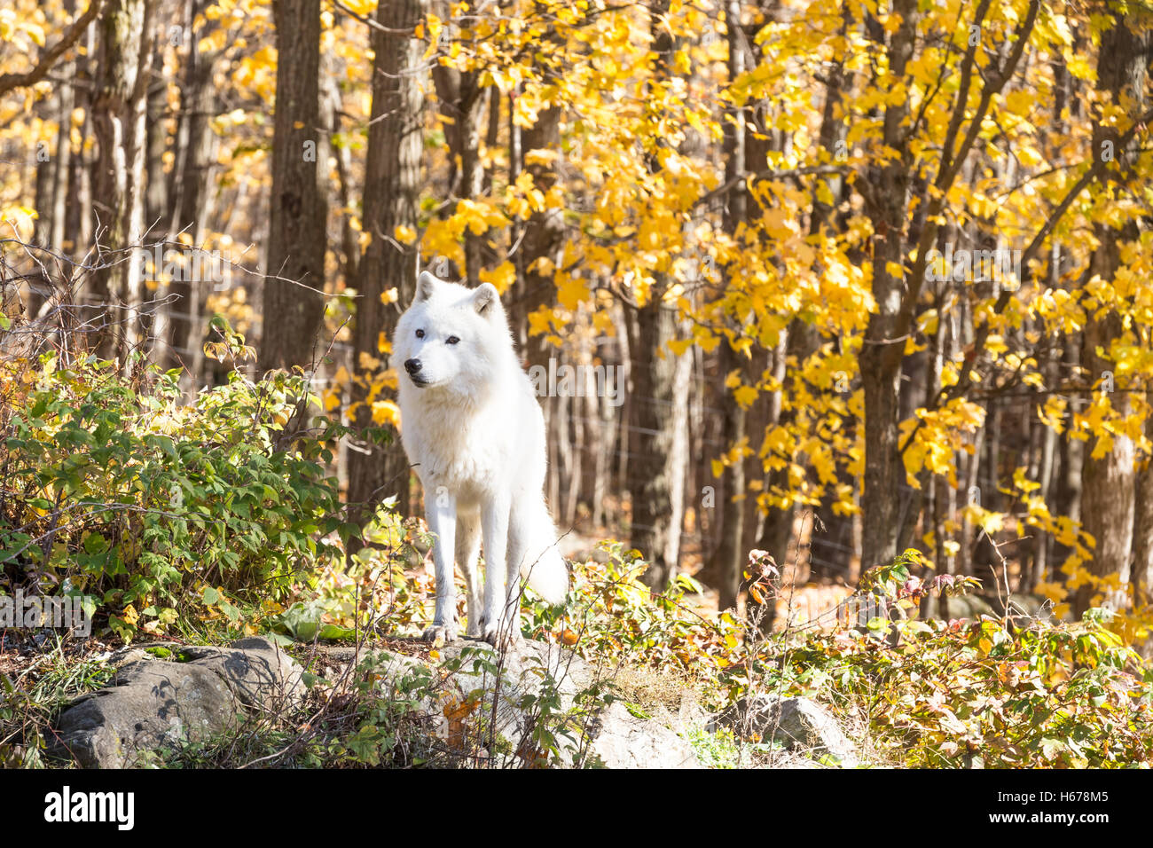 A lone Arctic Wolf in a fall forest scene Stock Photo - Alamy