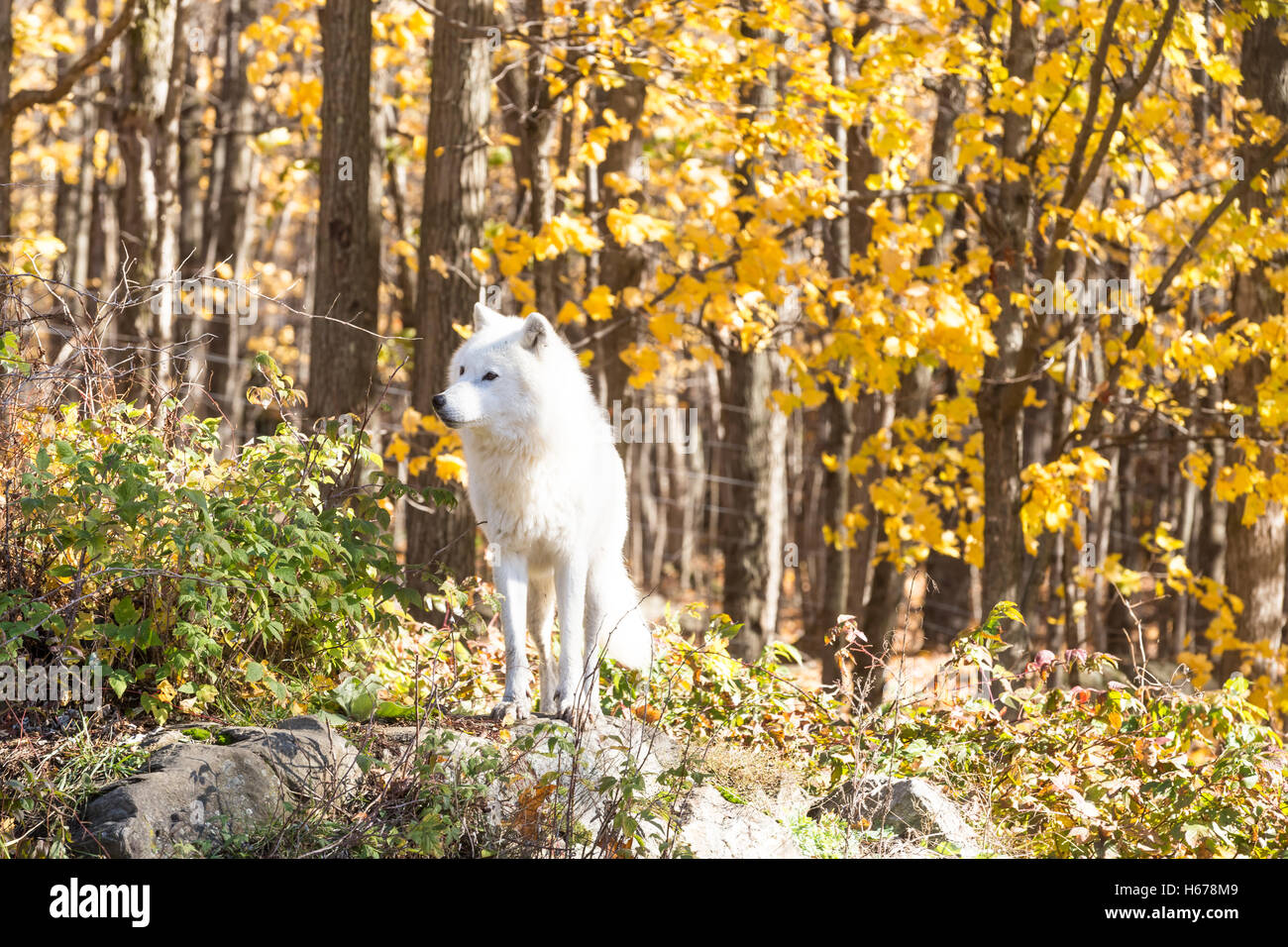 A lone Arctic Wolf in a fall forest scene Stock Photo - Alamy