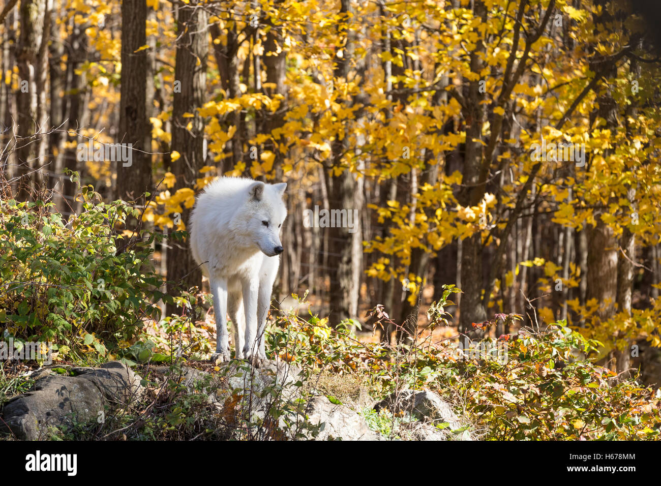 A lone Arctic Wolf in a fall forest scene Stock Photo - Alamy