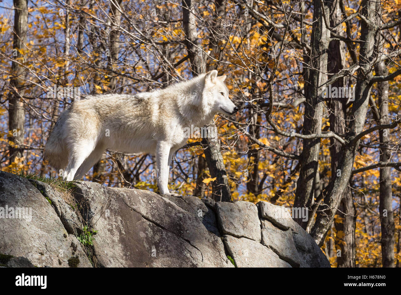 A lone Arctic Wolf in a fall forest scene Stock Photo - Alamy