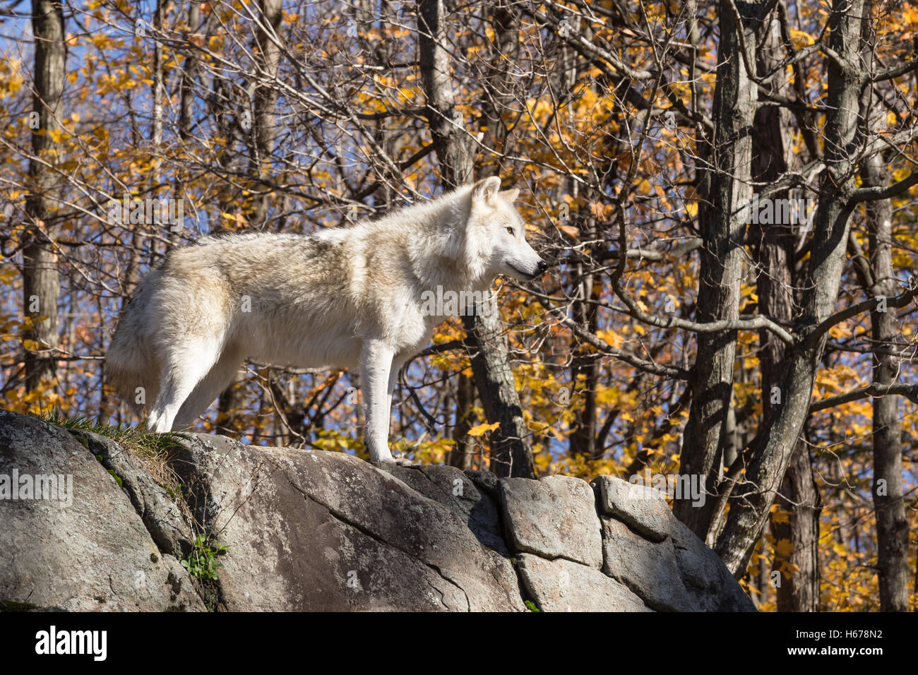 A lone Arctic Wolf in a fall forest scene Stock Photo - Alamy