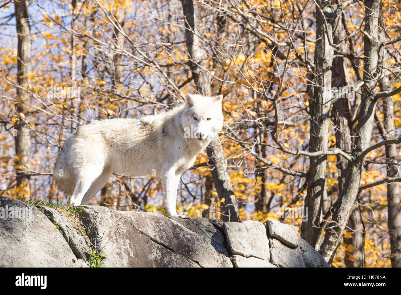 A lone Arctic Wolf in a fall forest scene Stock Photo - Alamy