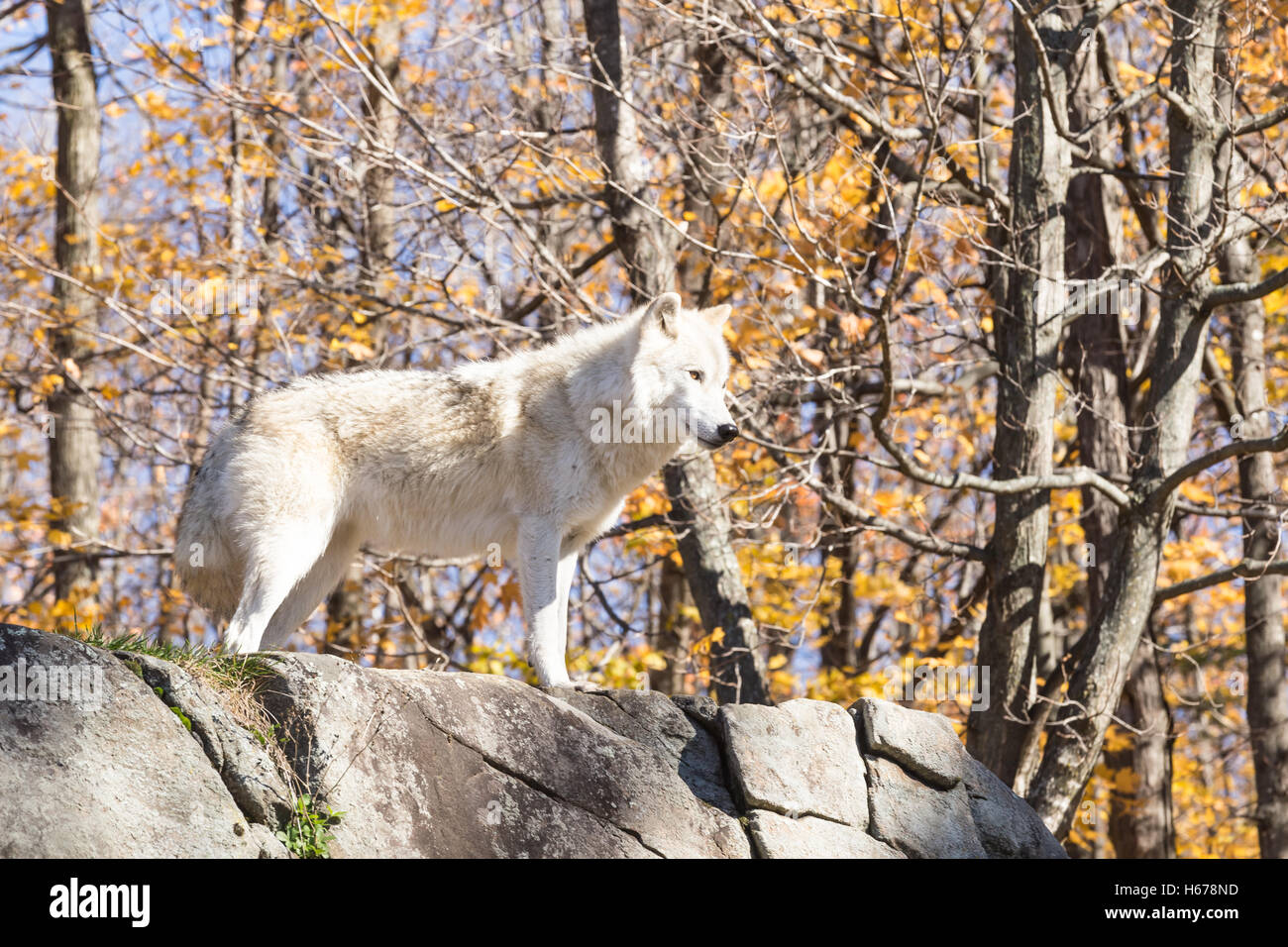 A lone Arctic Wolf in a fall forest scene Stock Photo - Alamy