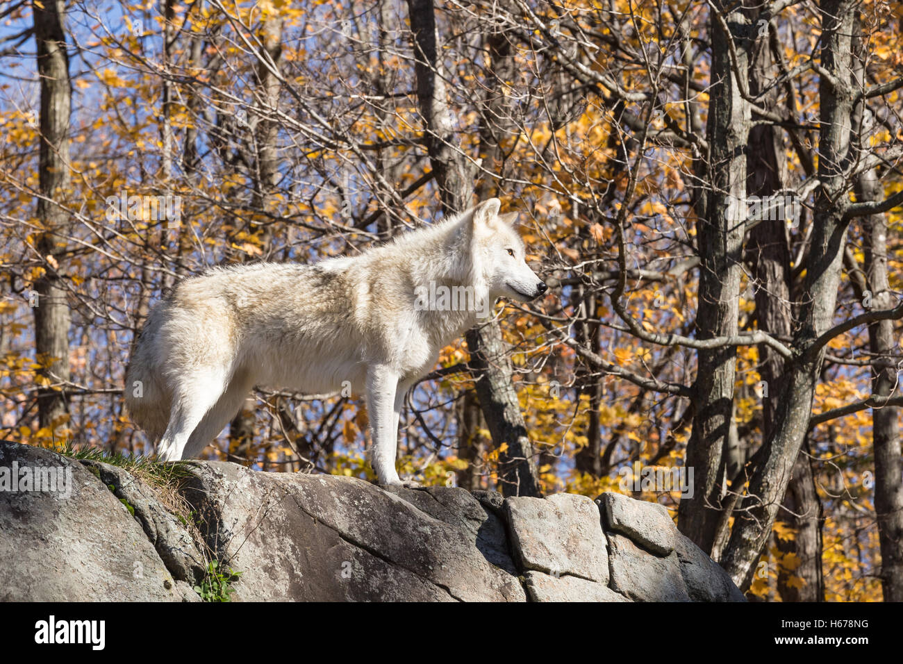A lone Arctic Wolf in a fall forest scene Stock Photo - Alamy