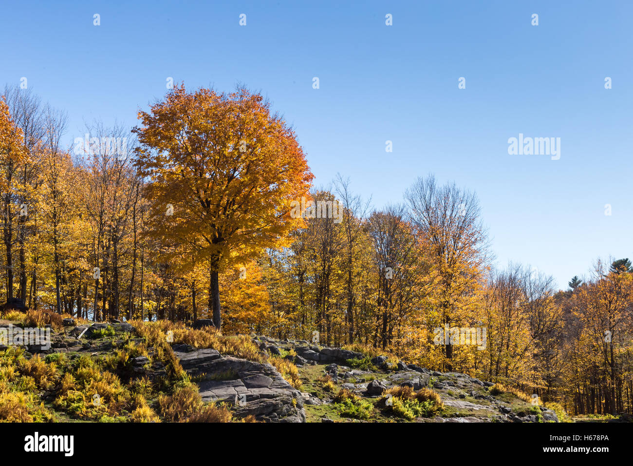 A colorful fall forest landscape Stock Photo - Alamy