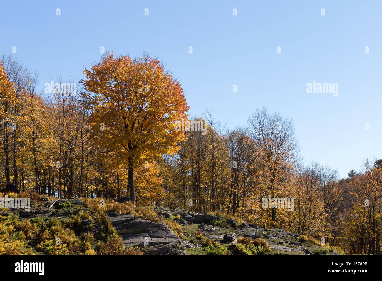 A colorful fall forest landscape Stock Photo - Alamy