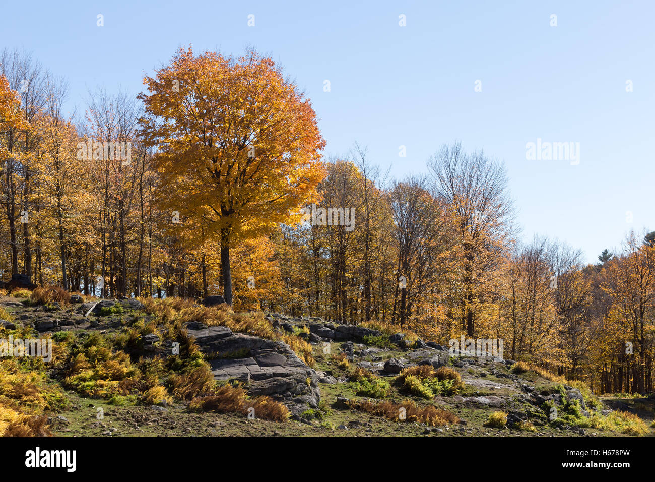 A colorful fall forest landscape Stock Photo - Alamy