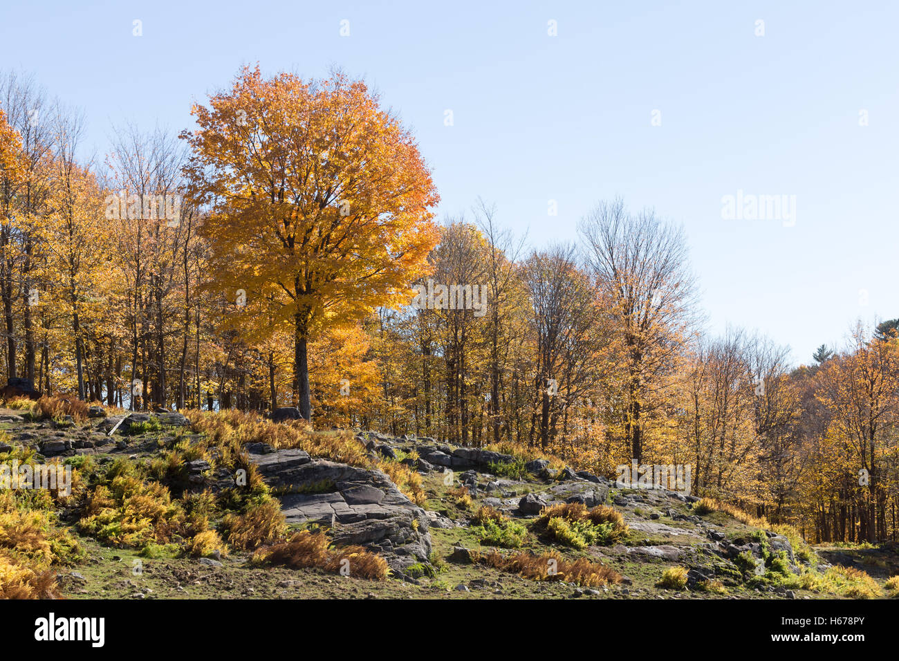 A colorful fall forest landscape Stock Photo - Alamy