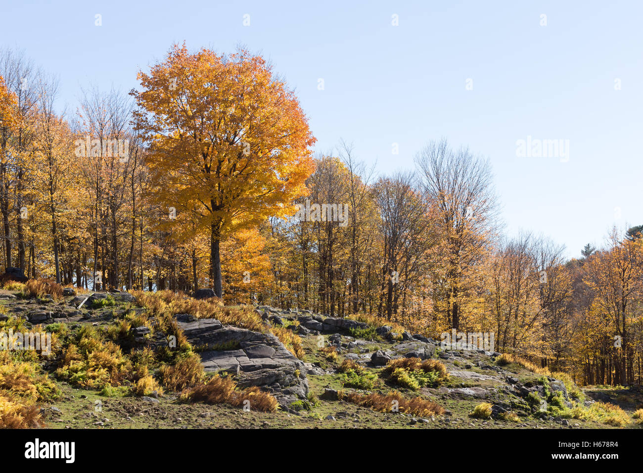 A colorful fall forest landscape Stock Photo - Alamy