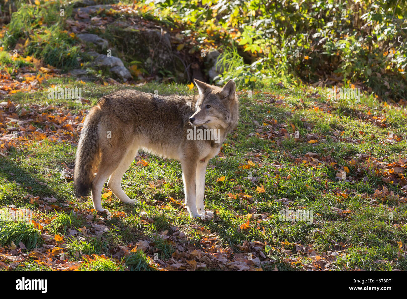A lone Coyote in a fall forest landscape Stock Photo - Alamy