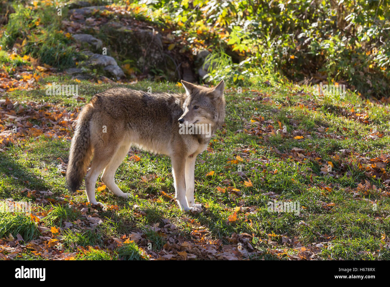A lone Coyote in a fall forest landscape Stock Photo - Alamy