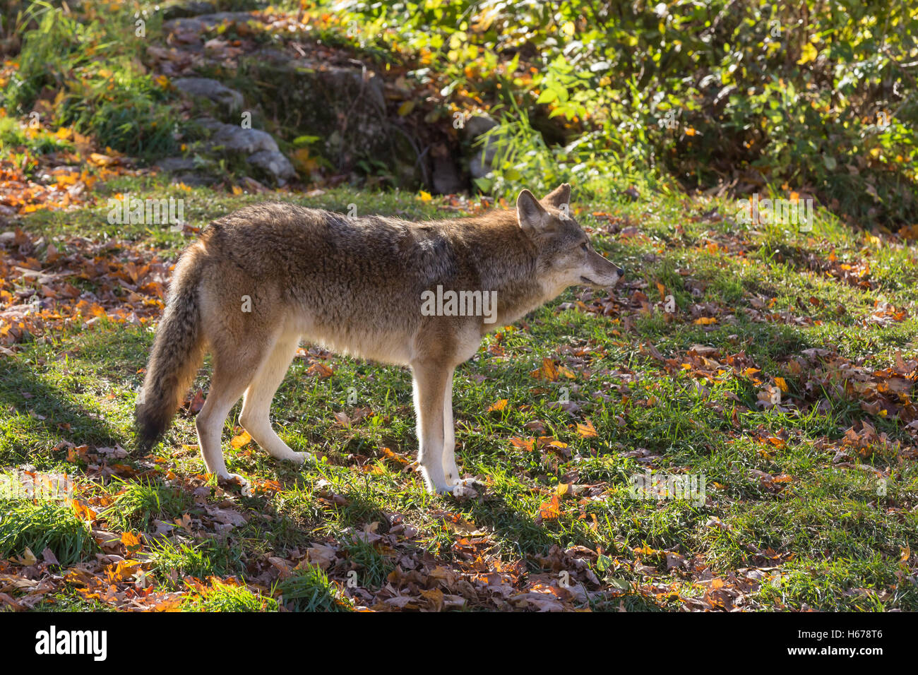 A lone Coyote in a fall forest landscape Stock Photo - Alamy