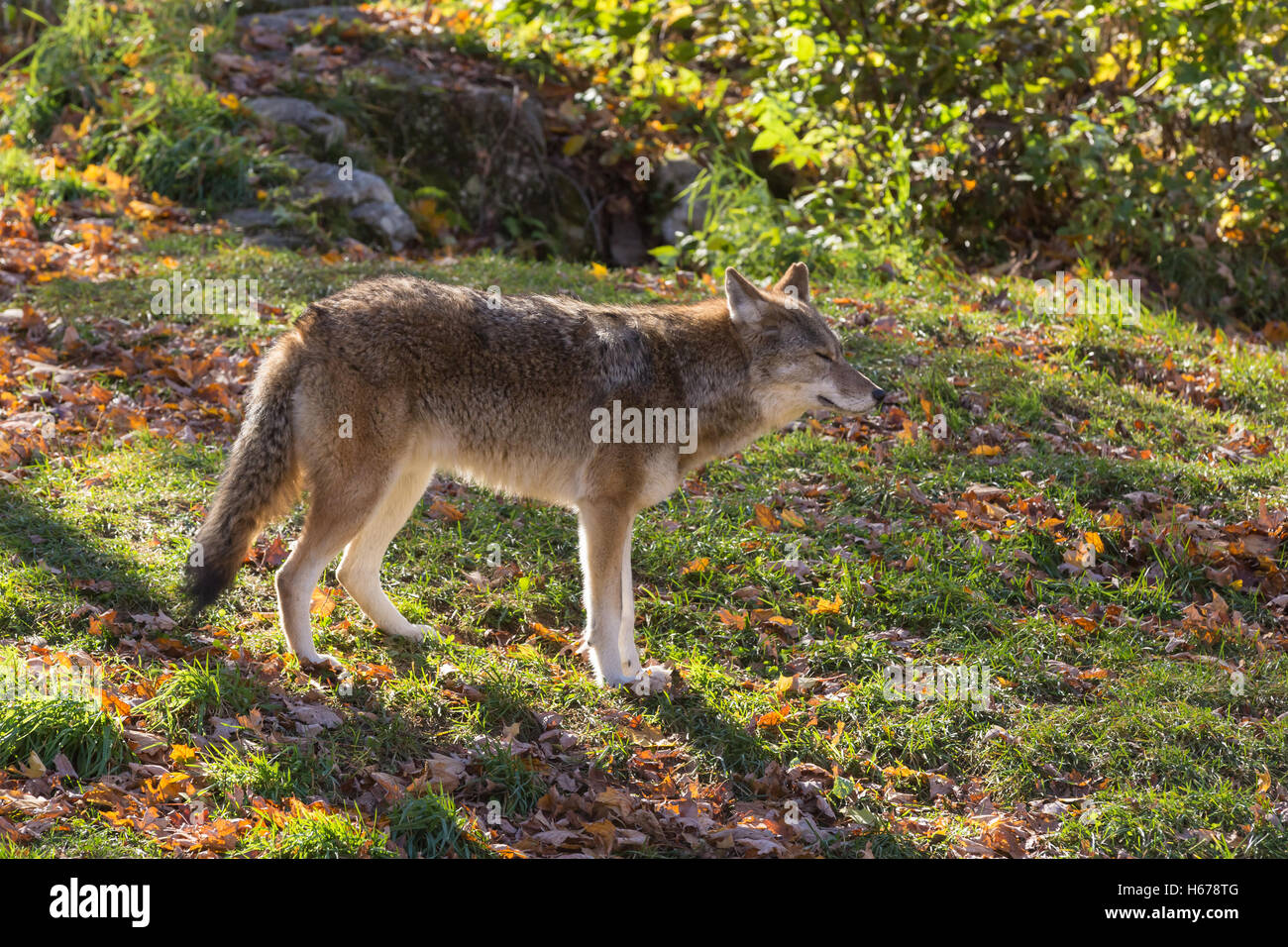 A lone Coyote in a fall forest landscape Stock Photo - Alamy