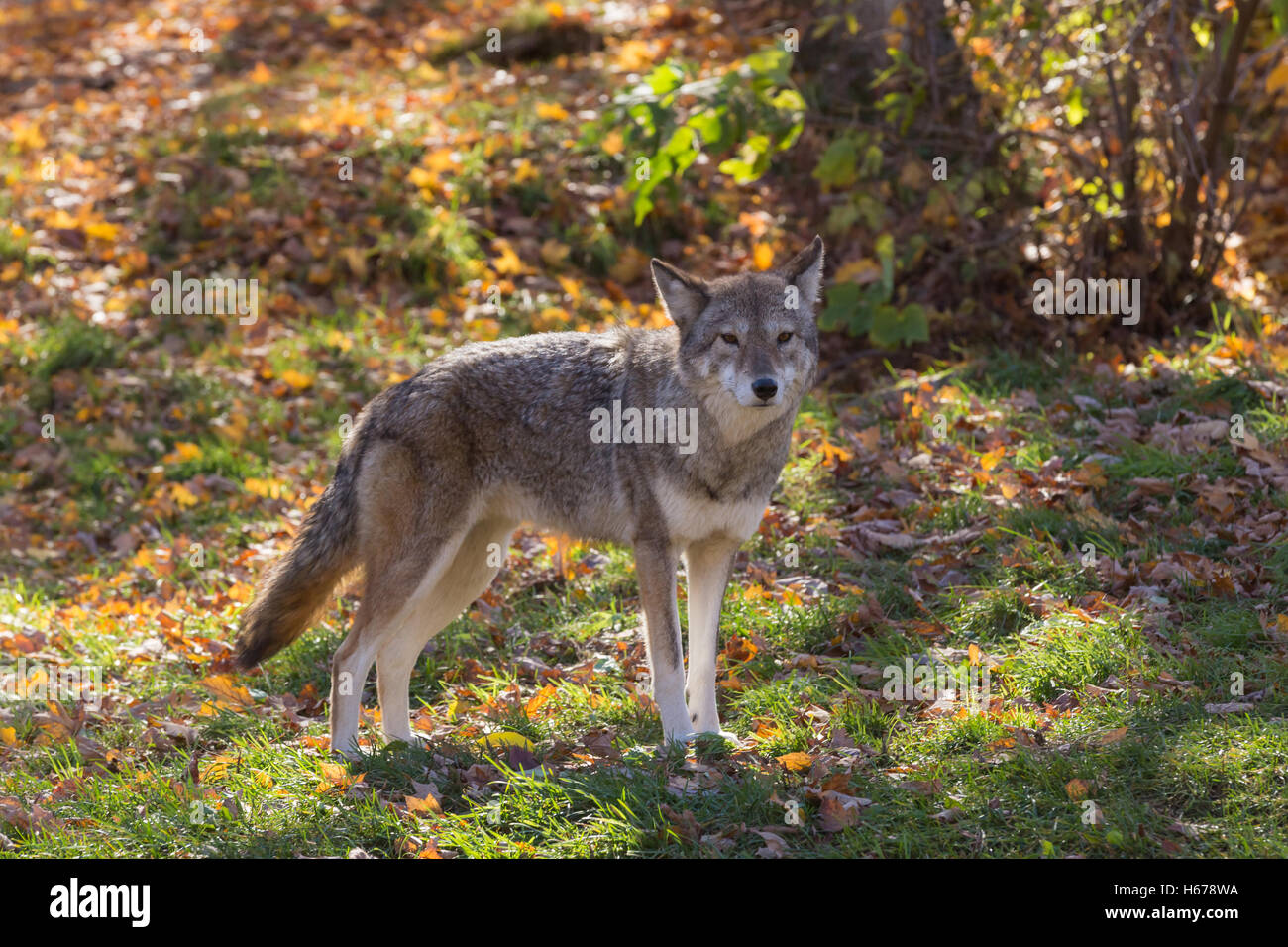 A lone Coyote in a fall forest landscape Stock Photo - Alamy