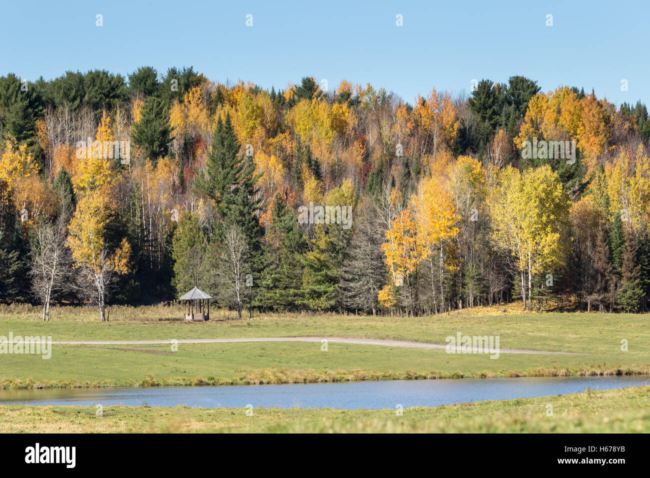 A colorful fall forest landscape Stock Photo - Alamy