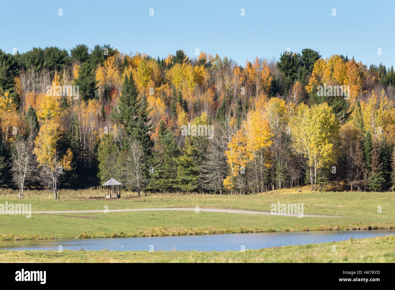A colorful fall forest landscape Stock Photo - Alamy