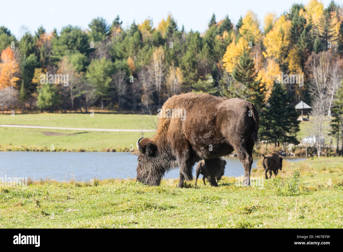 A lone American Field Buffalo in a field Stock Photo - Alamy