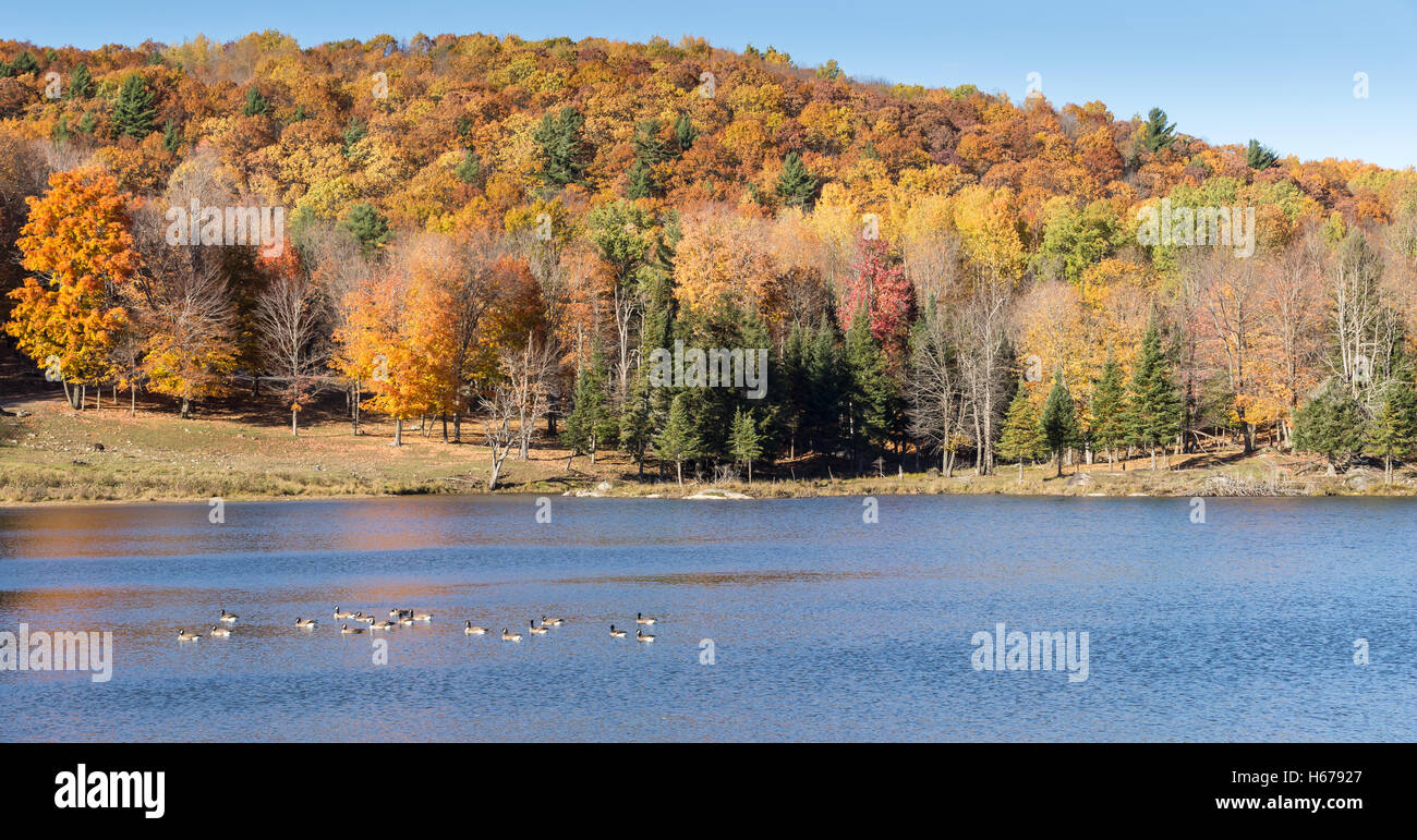 A colorful fall forest landscape Stock Photo - Alamy