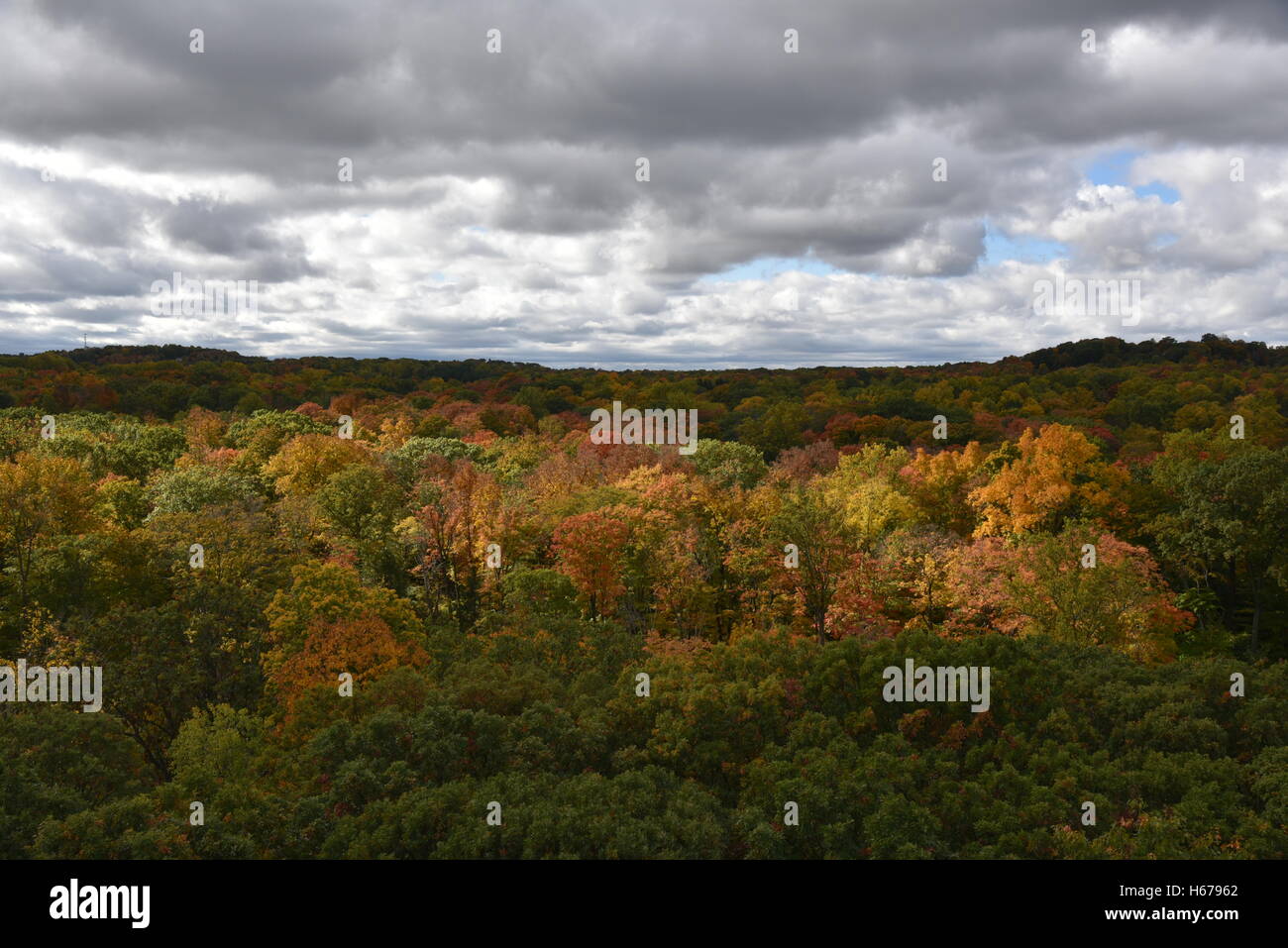 Emergent Trees High Resolution Stock Photography and Images - Alamy