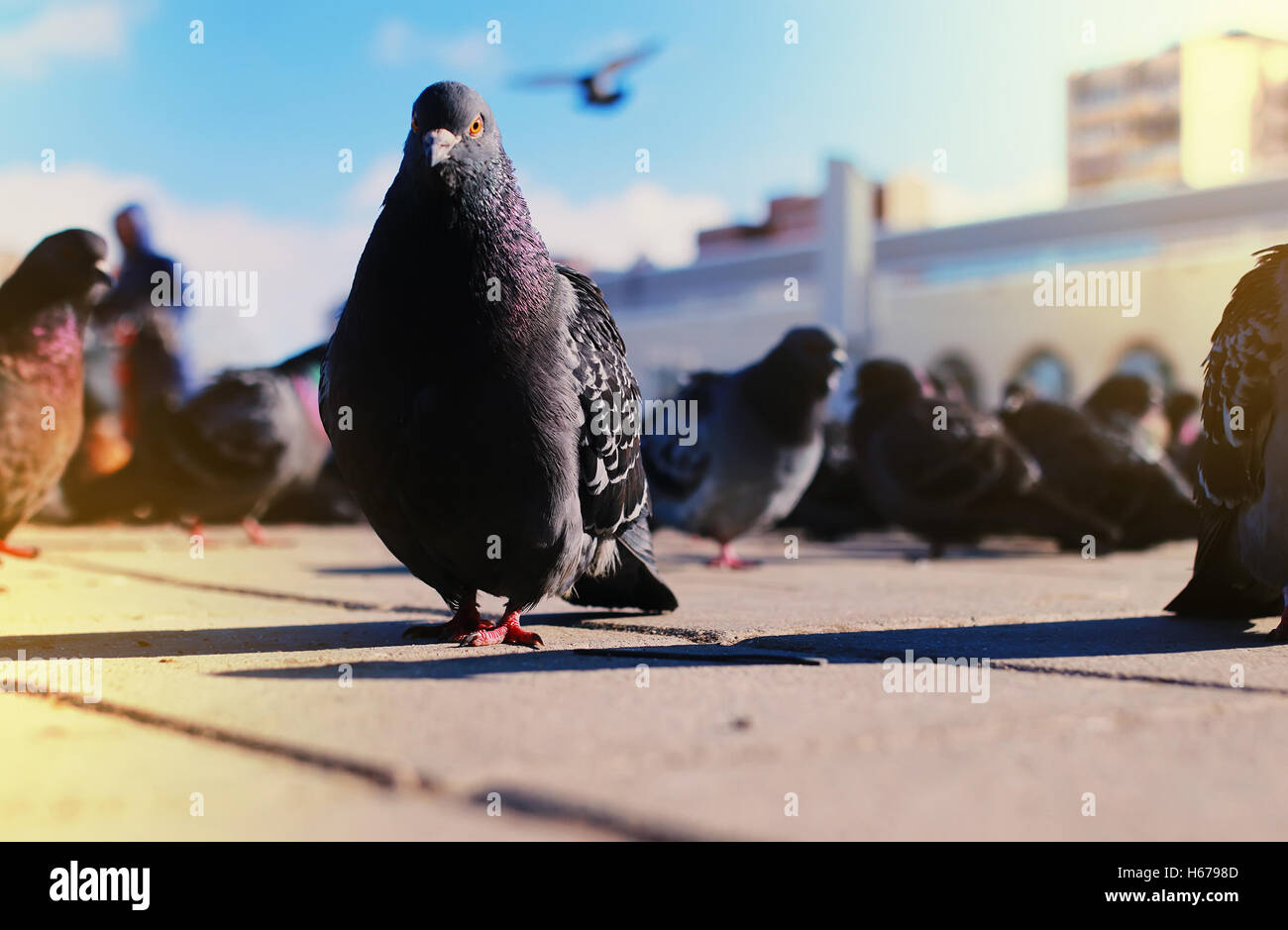 gray doves on the background of the building Stock Photo - Alamy