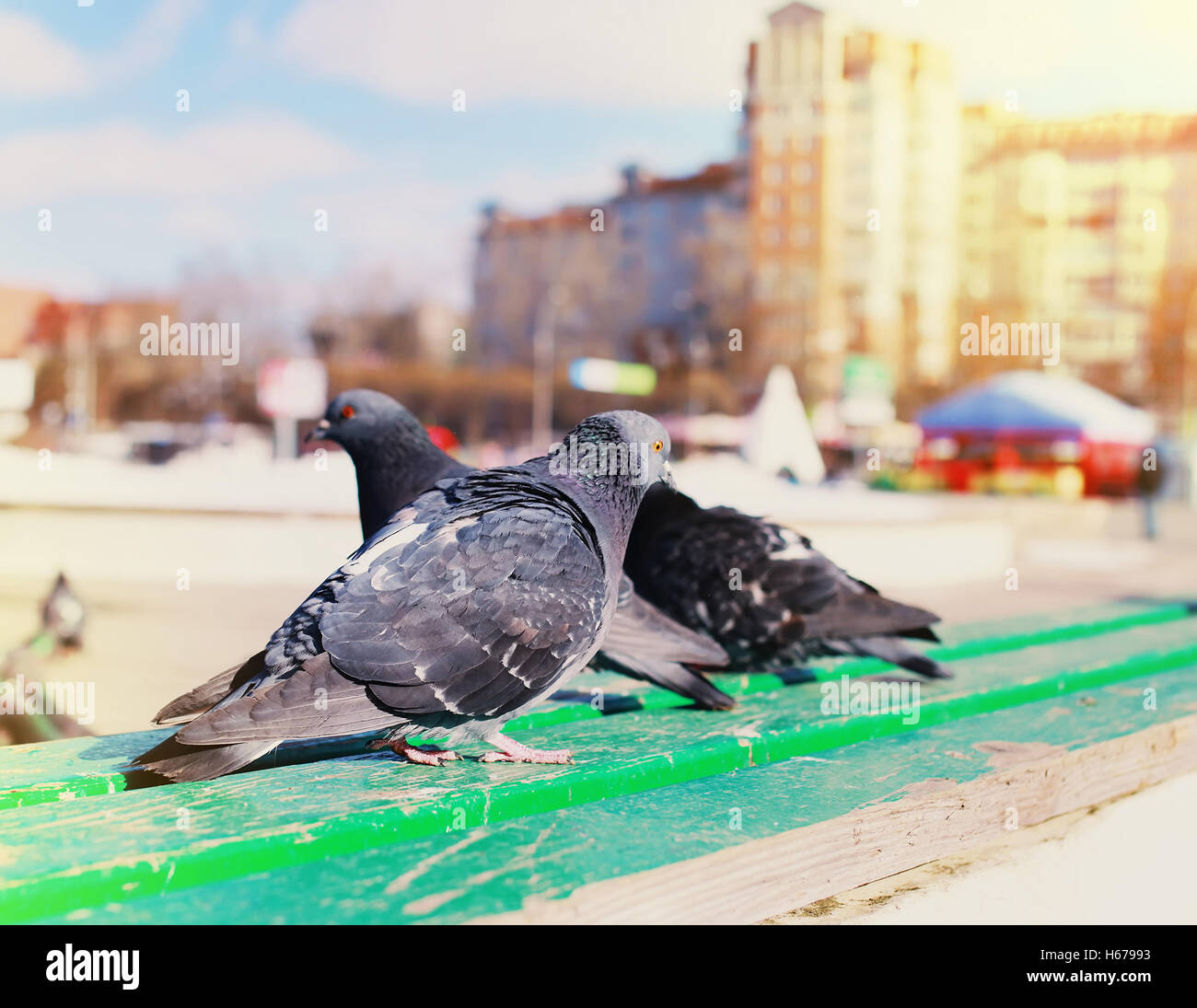 gray doves on the background of the building Stock Photo - Alamy