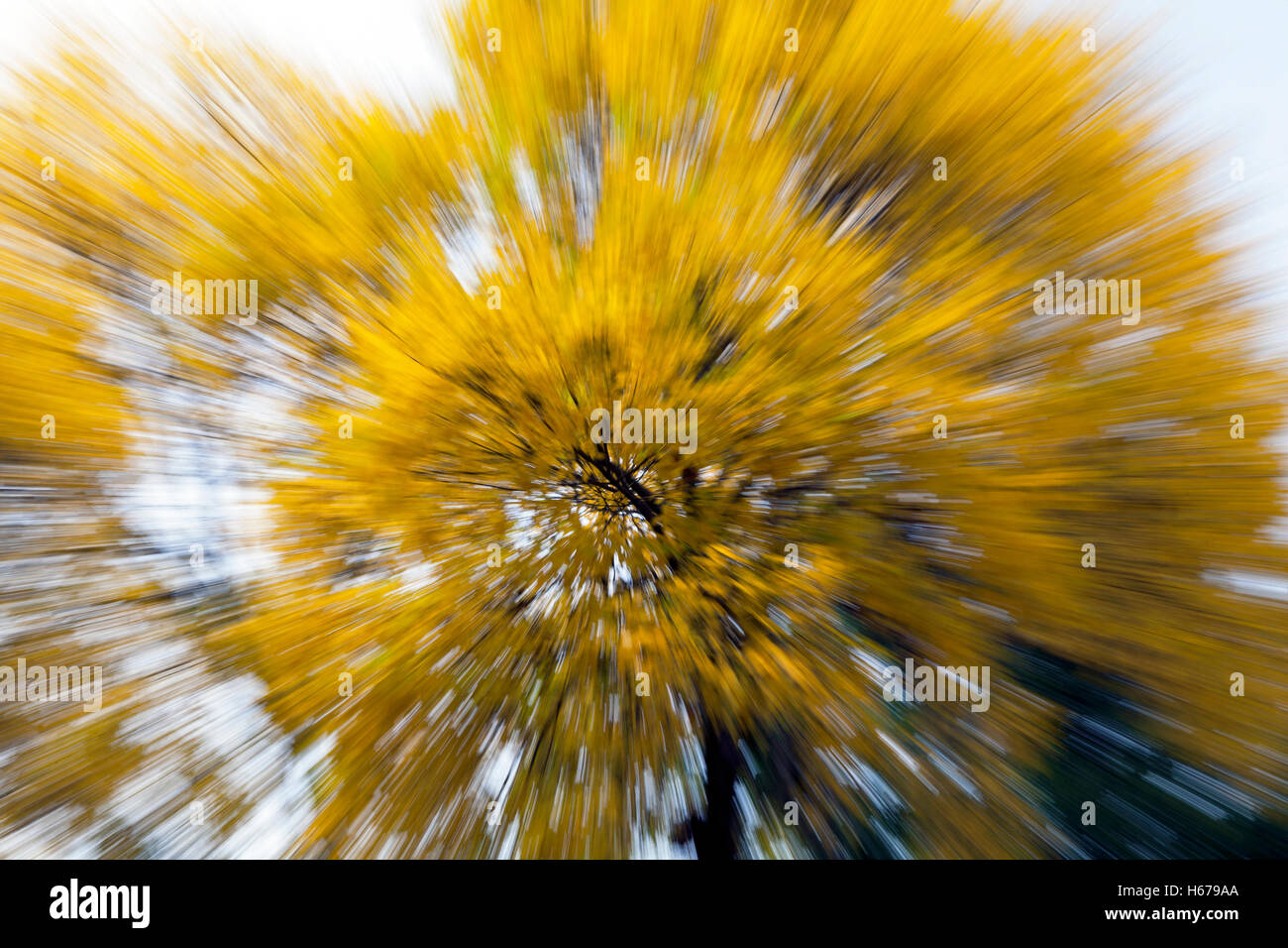 Fall foliage in Milwaukee, Wisconsin, USA Stock Photo - Alamy