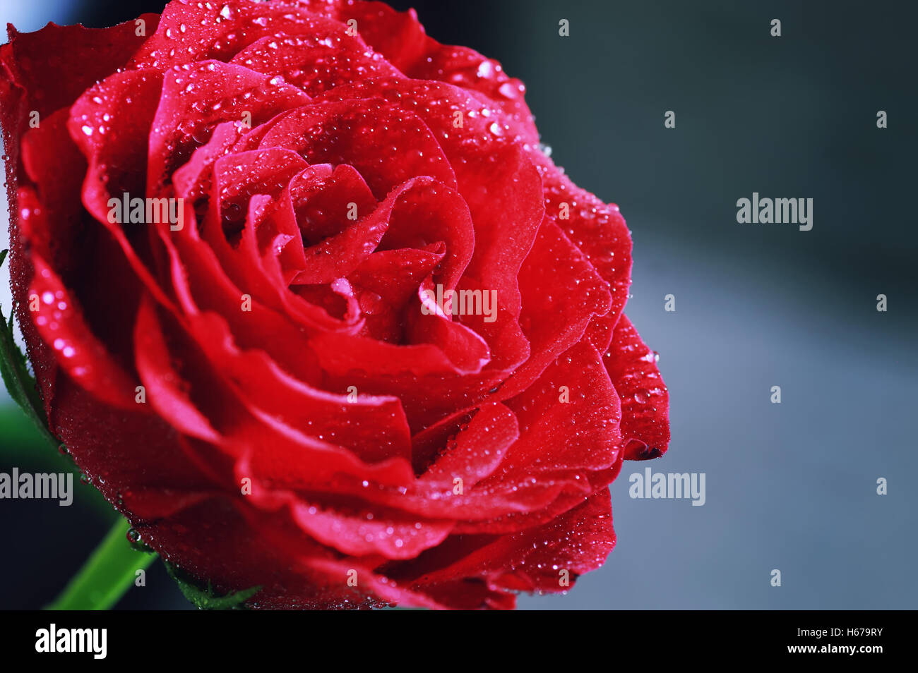 toned red rose bud closeup Stock Photo - Alamy