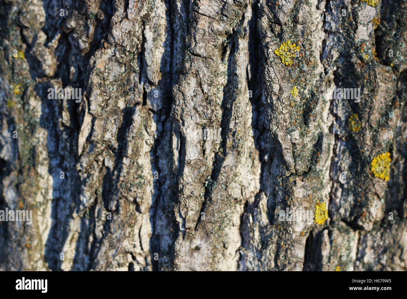 tree bark close-up Stock Photo - Alamy