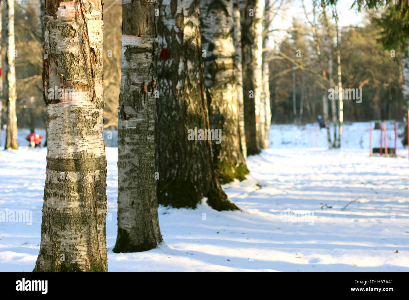 winter forest tree branches Stock Photo - Alamy