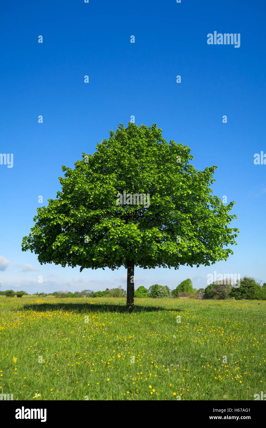 a single tree against a blue sky Stock Photo - Alamy