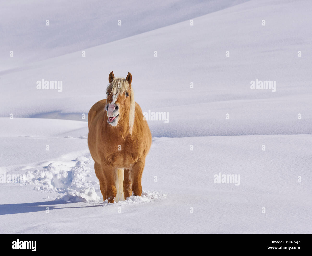 Neighs hi-res stock photography and images - Alamy