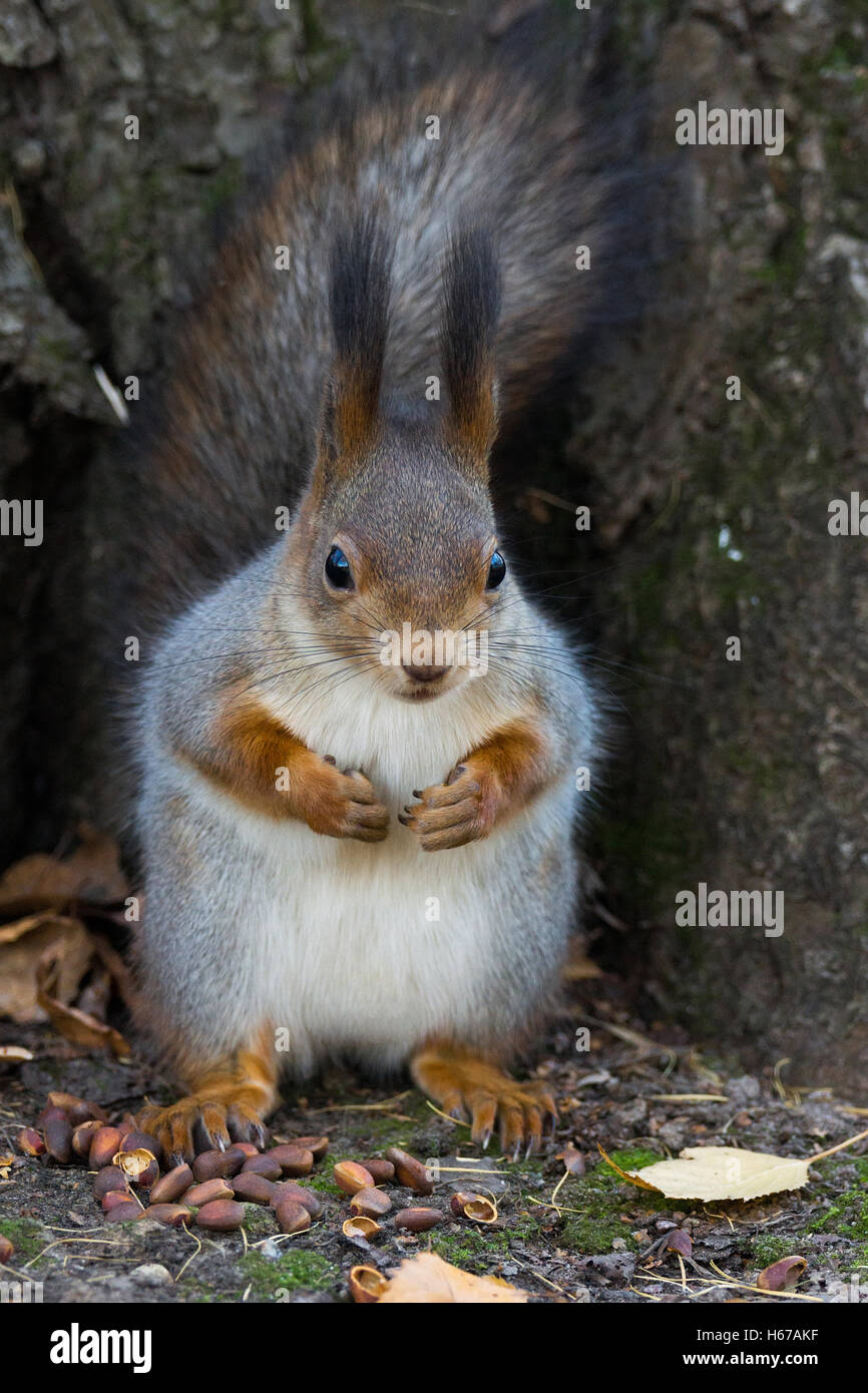 the photograph shows a squirrel on a tree Stock Photo - Alamy