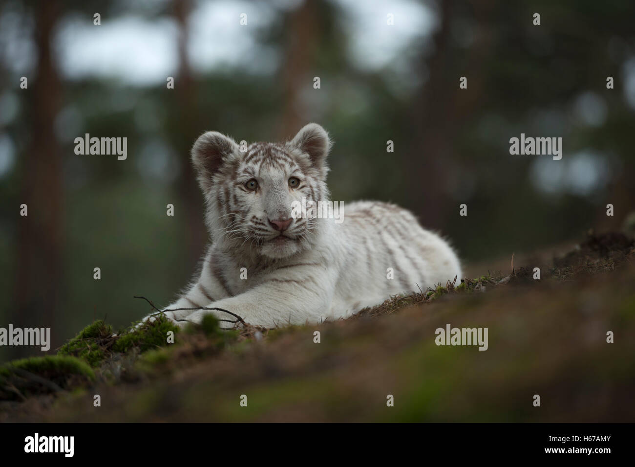 Young Tiger Woods High Resolution Stock Photography and Images - Alamy