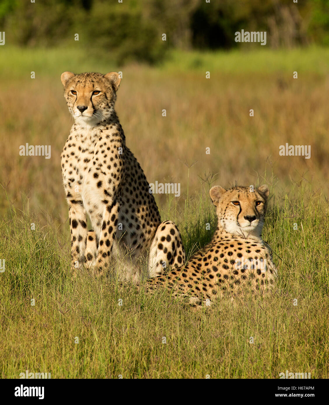 Cheetah in sun hi-res stock photography and images - Alamy
