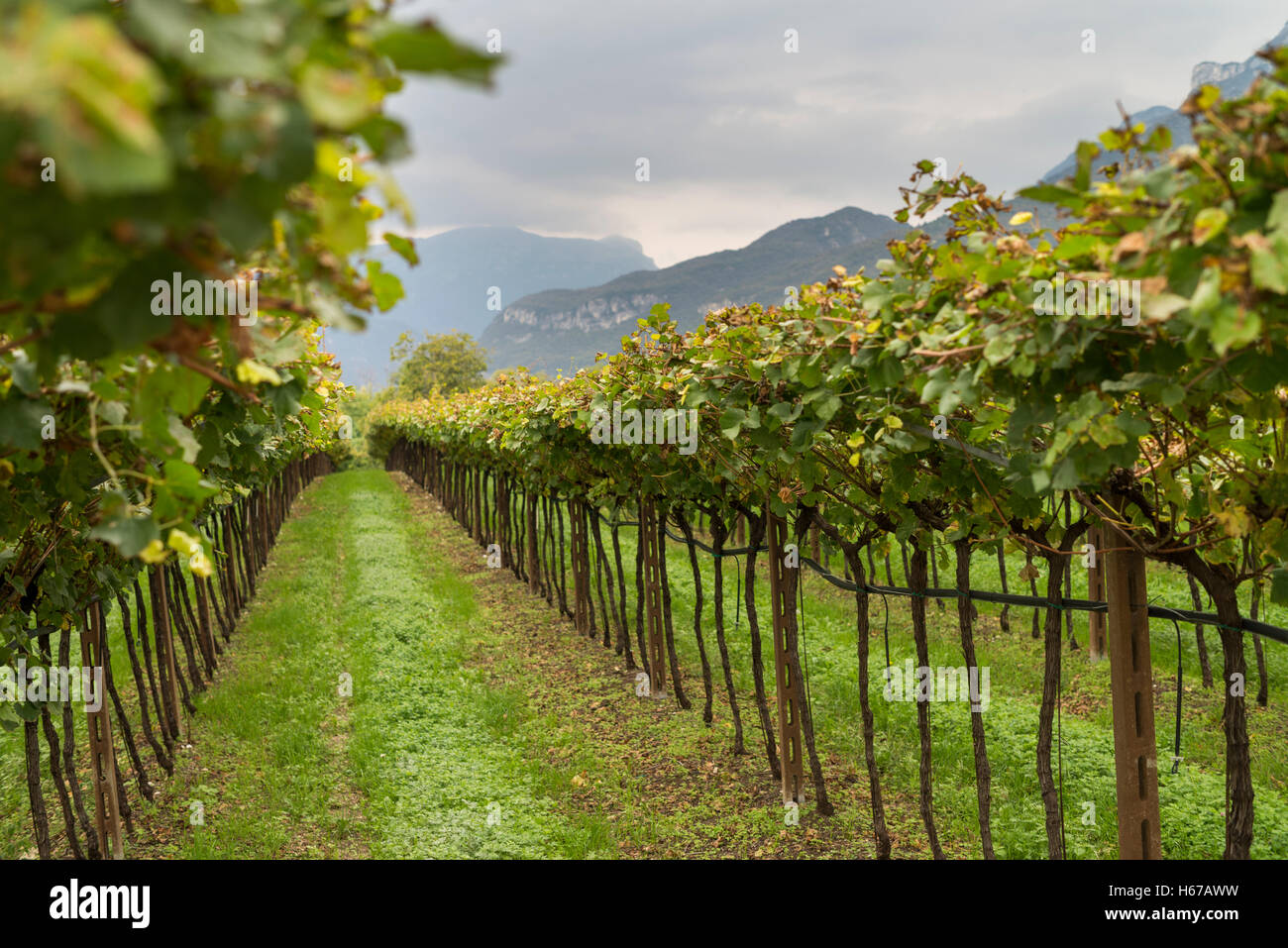 Prosecco vineyard hi-res stock photography and images - Alamy