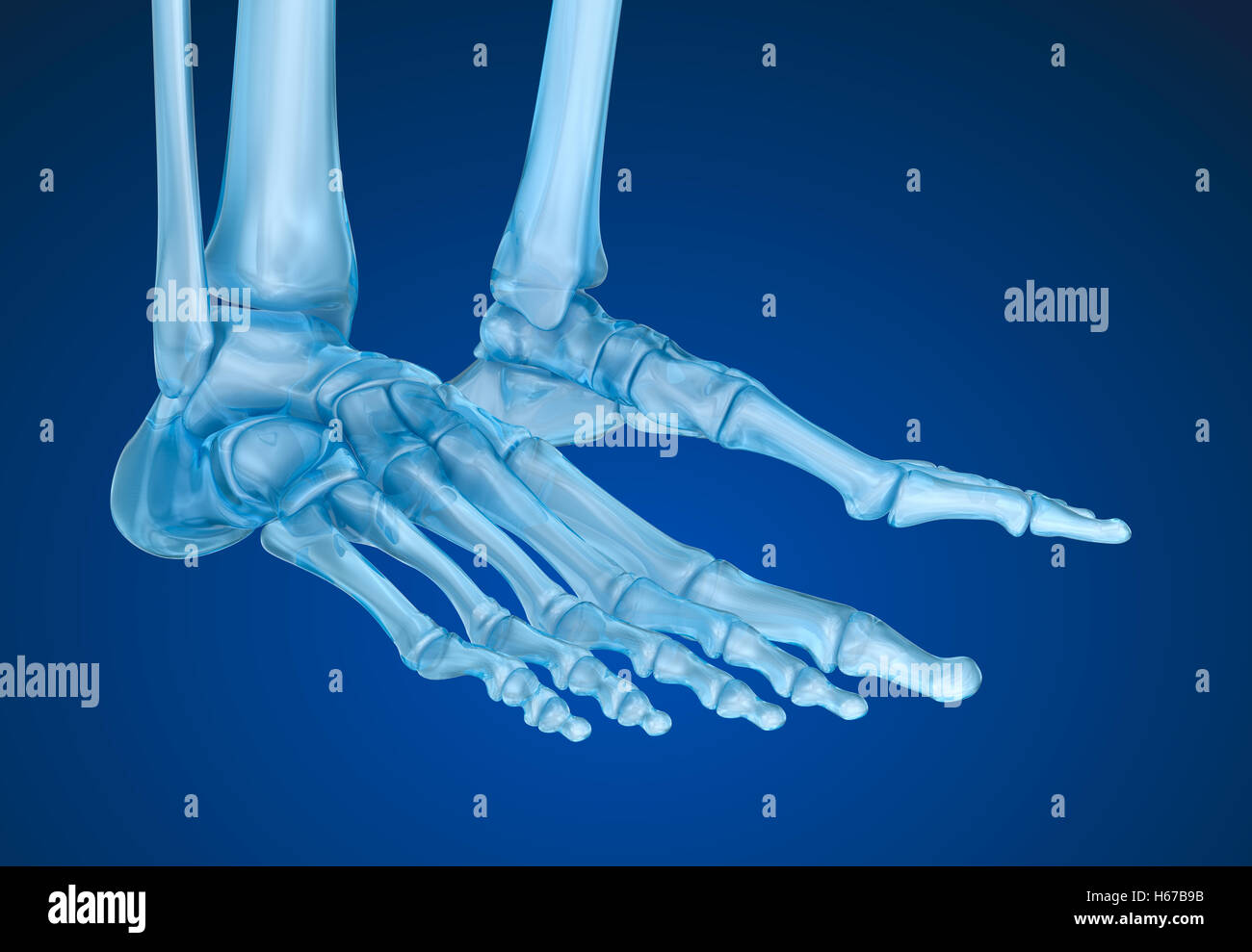 Human skeleton: skeletal foot. Medically accurate 3D illustration Stock ...