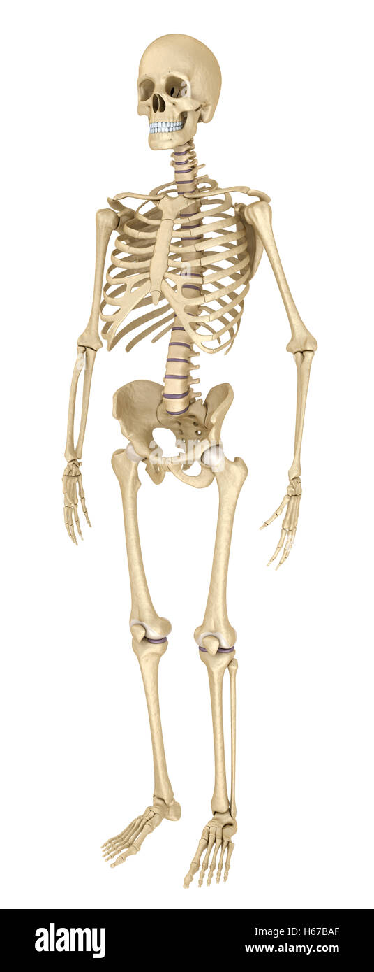 Human skeleton isolated , Medically accurate 3d illustration Stock ...