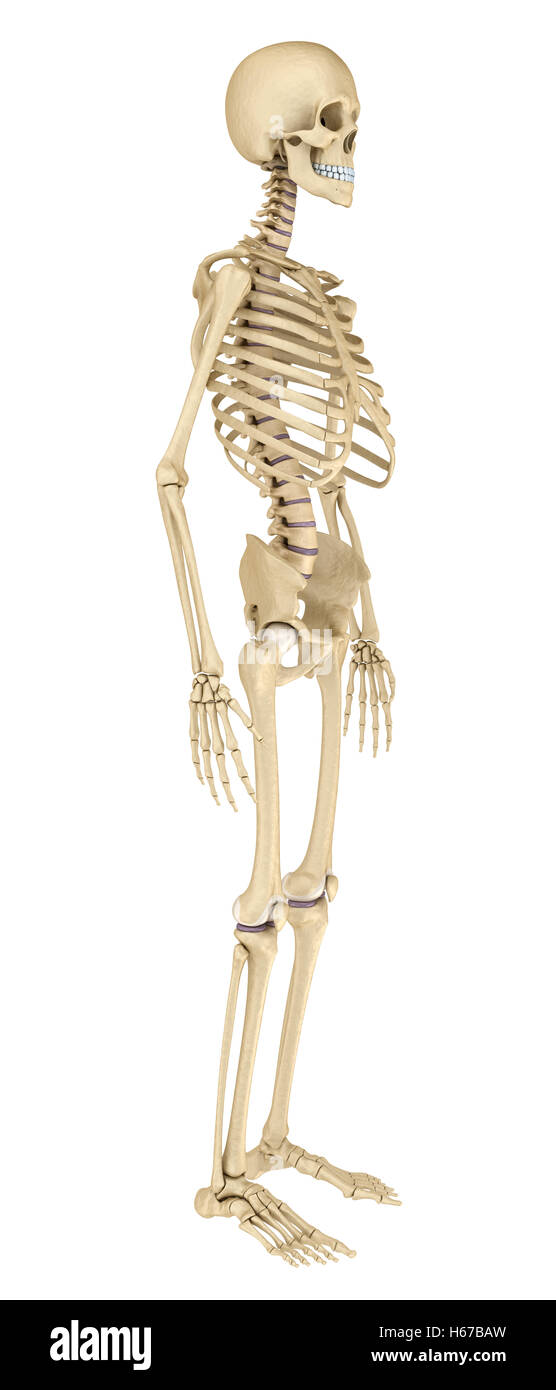 Human skeleton isolated , Medically accurate 3d illustration Stock ...