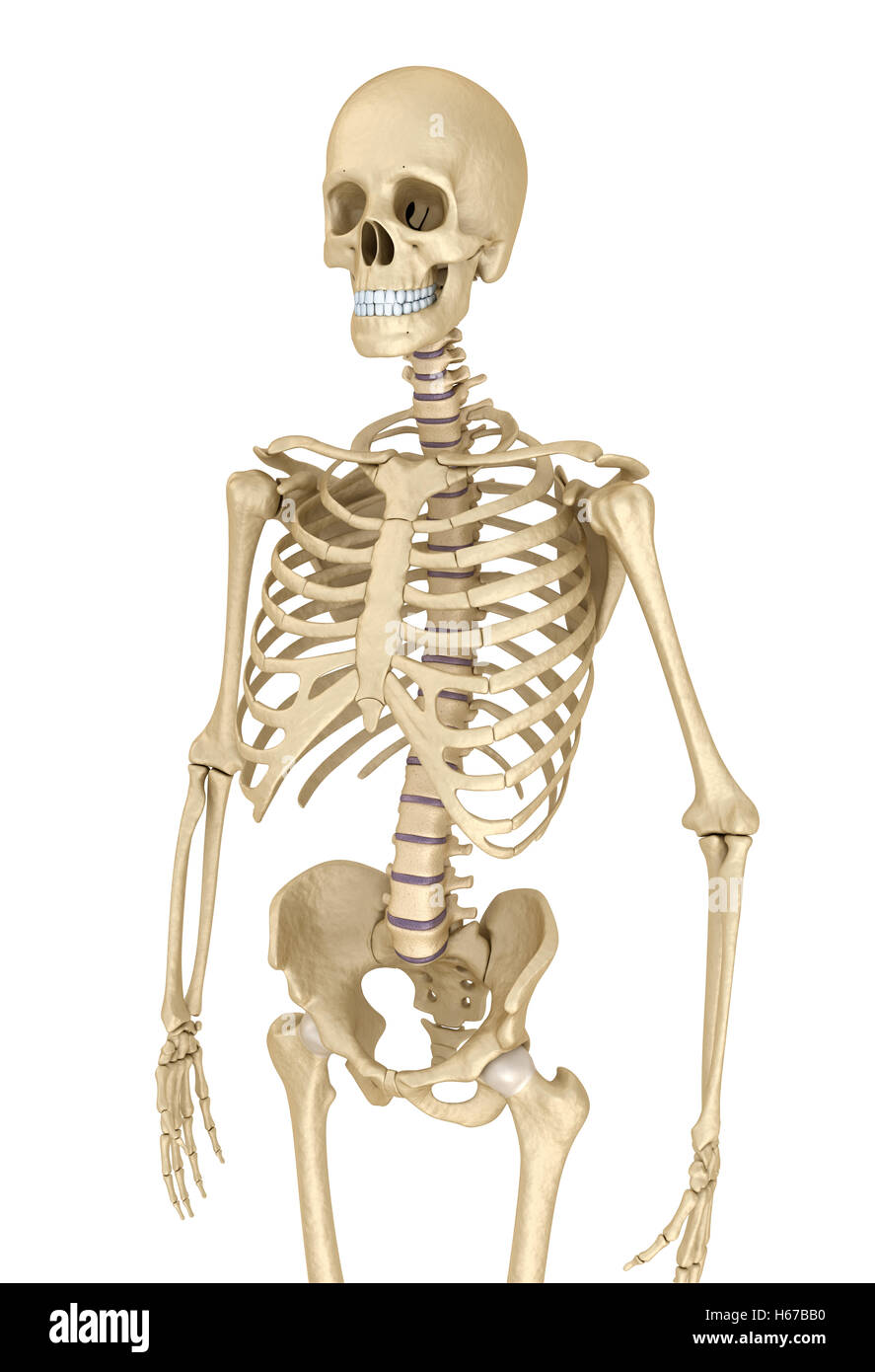 Human skeleton isolated , Medically accurate 3d illustration Stock ...
