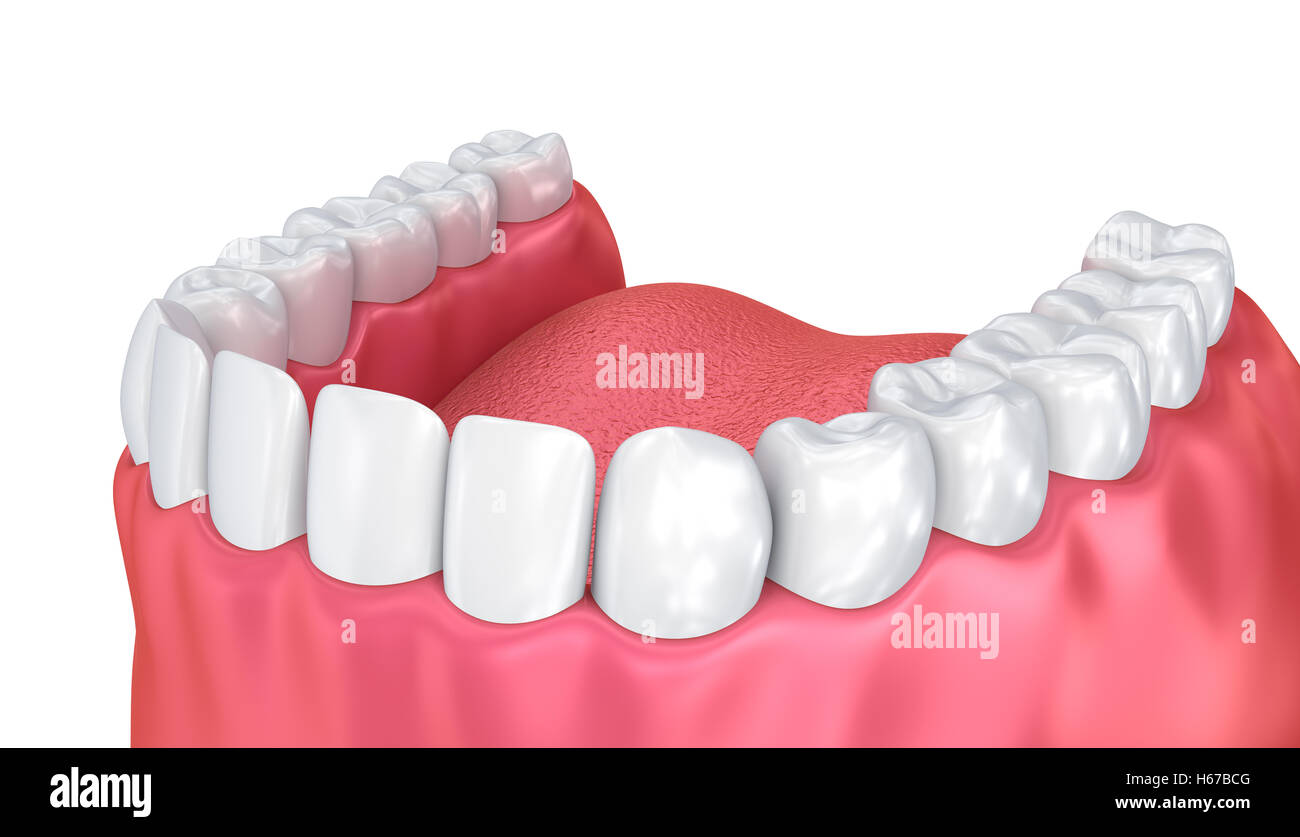 Mouth gum and teeth. Medically accurate tooth 3D illustration Stock ...