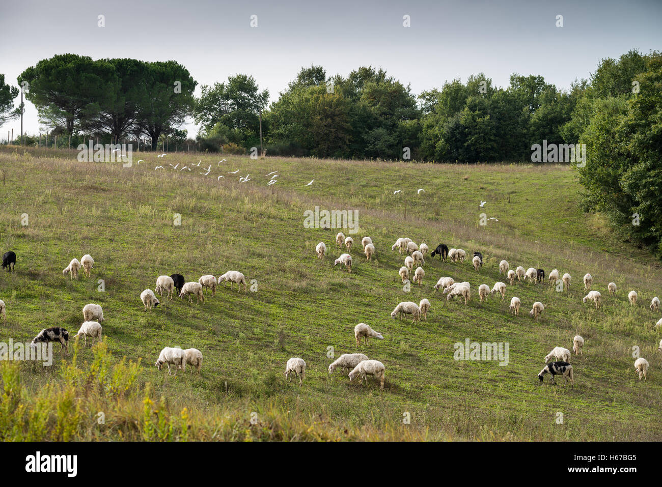 Sheep pl hi-res stock photography and images - Alamy