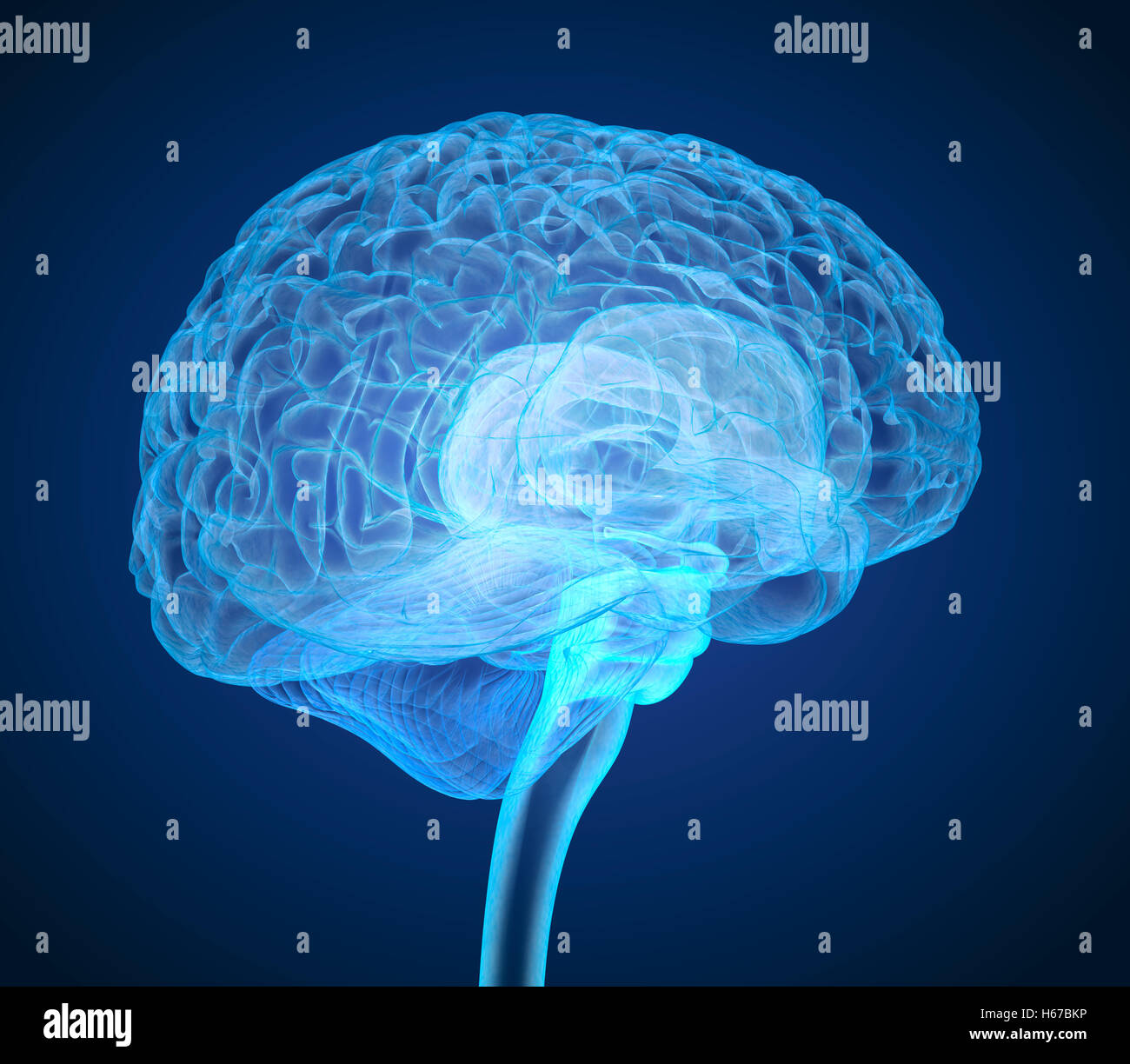Human brain X-ray scan , Medically accurate 3D illustration Stock Photo ...