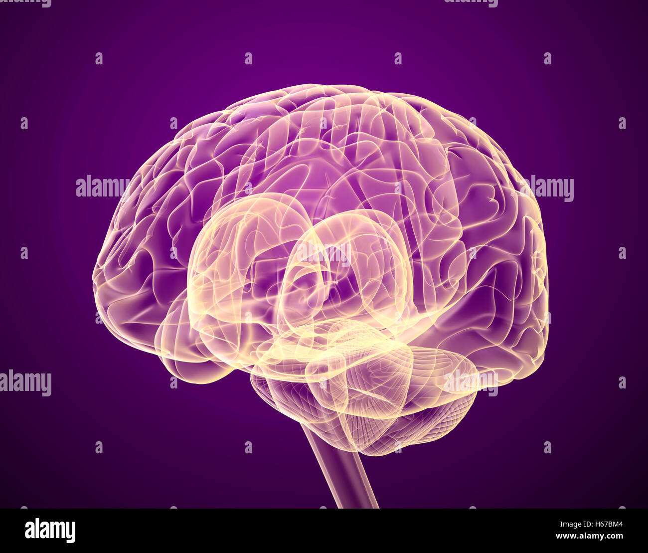 Human brain X-ray scan , Medically accurate 3D illustration Stock Photo ...