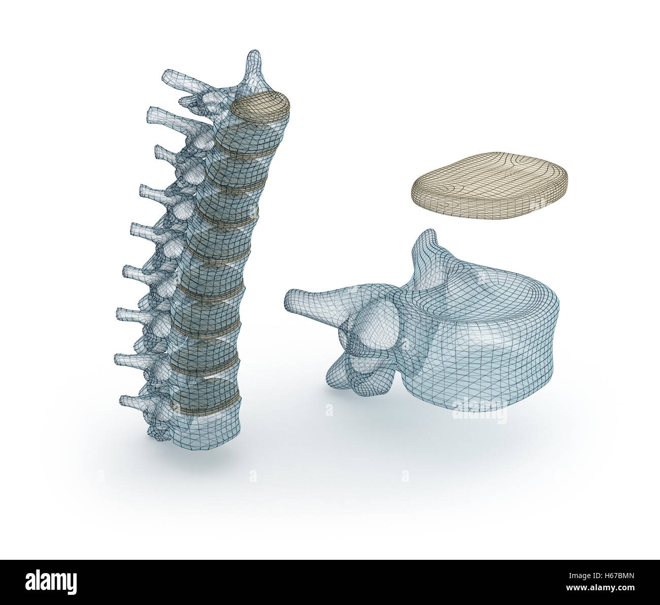Human Spinal cord wire model, 3d illustration Stock Photo - Alamy