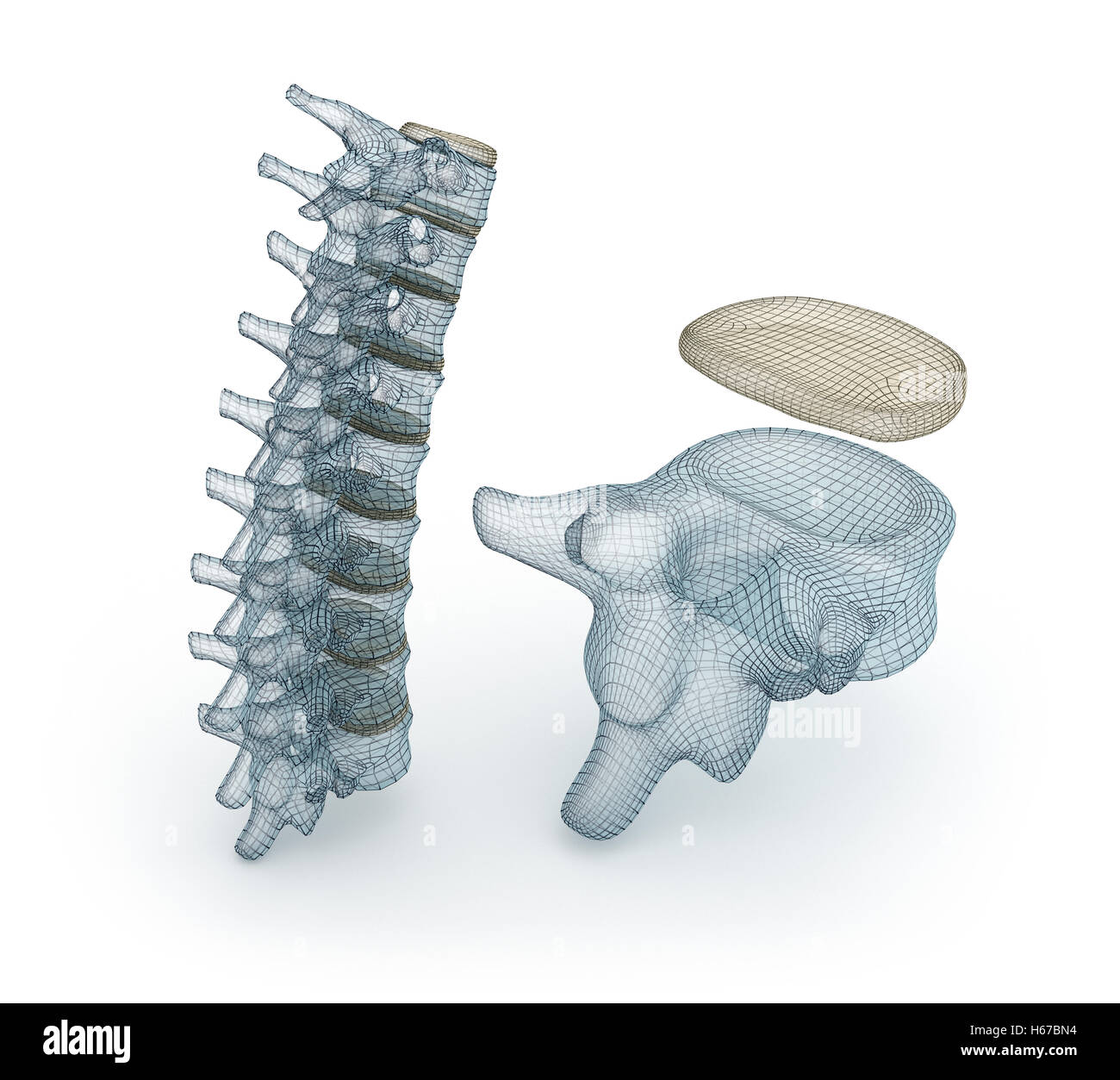 Spinal cord diagram hi-res stock photography and images - Alamy