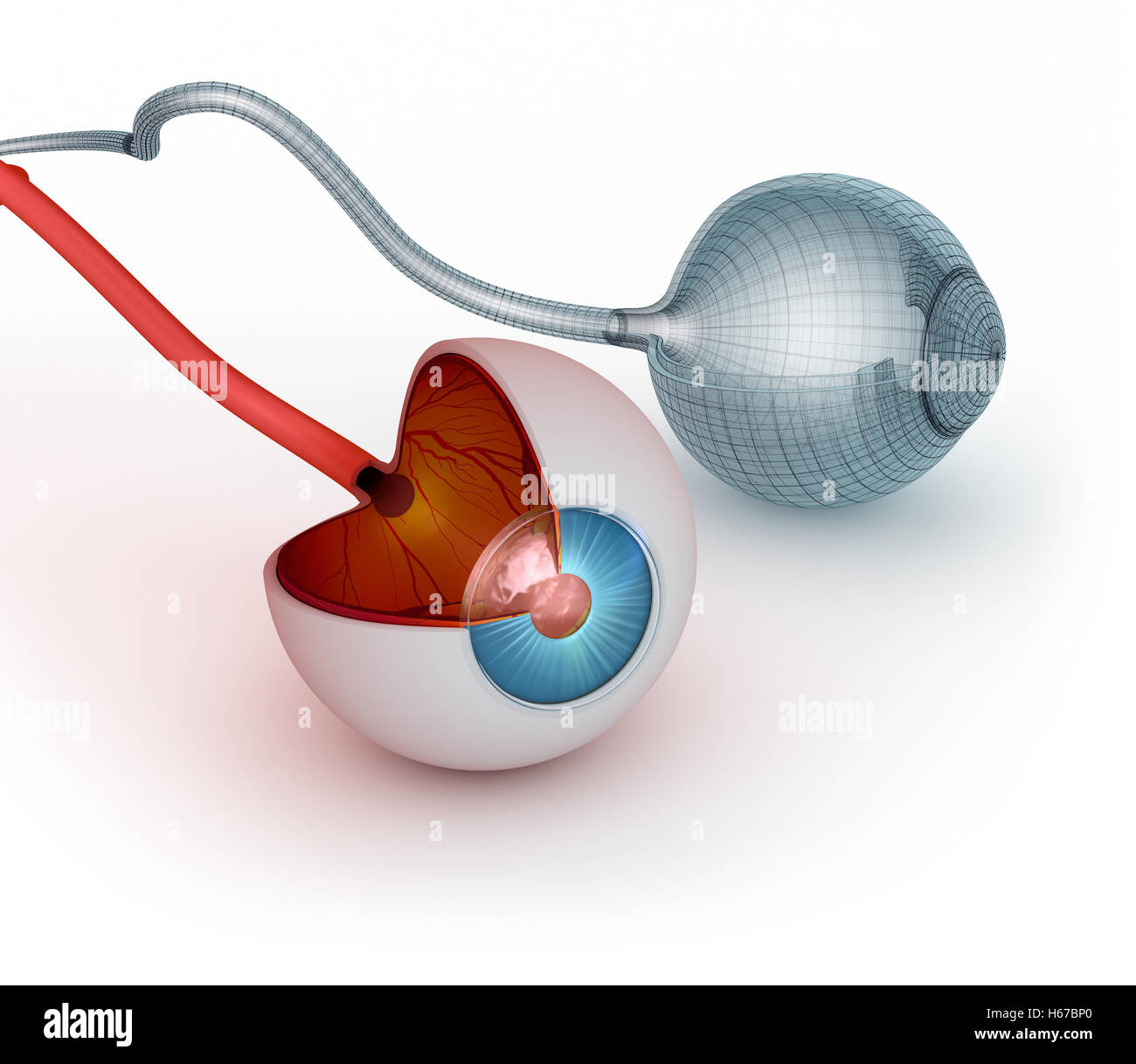 Eye anatomy - inner structure and wire 3d illustration Stock Photo - Alamy