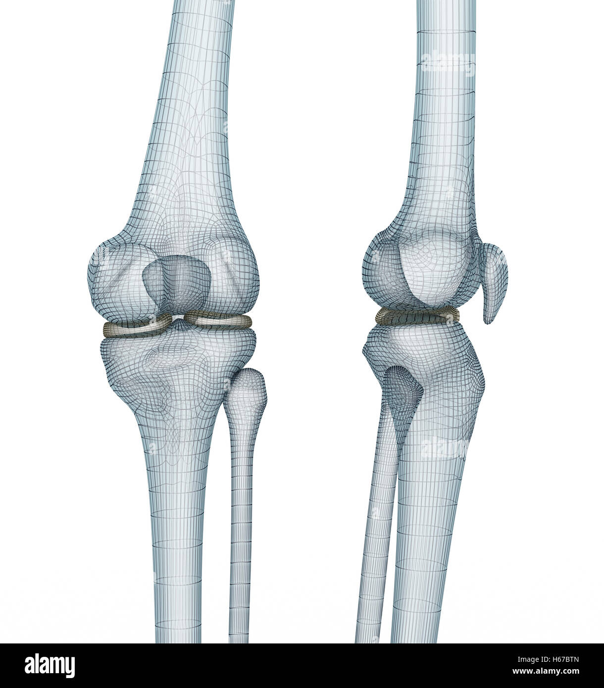 Knee joint anatomy. Medically accurate wire 3d illustration Stock Photo ...